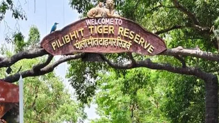 Pilibhit News: PTR घूमने आए गुजरात के पर्यटकों से ठगी का आरोप, फर्जी ...