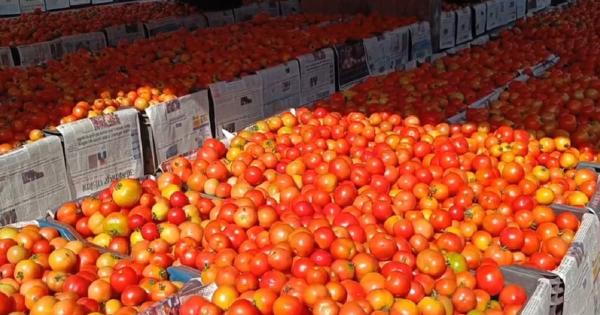 काशीपुर: सस्ती दरों में टमाटर मुहैया कराने को मंडी समिति ने लगाया स्टॉल - Amrit Vichar